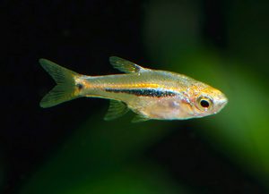 Exclamation Point Rasbora: Tropical Fsh | Arizona Aquatic Gardens