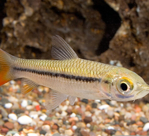 Gamefish - Redear Sunfish Shellcracker Gamefish 1" to 3" size | Arizona ...