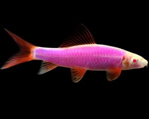 GloFish® GloShark for sale | Arizona Aquatic Gardens