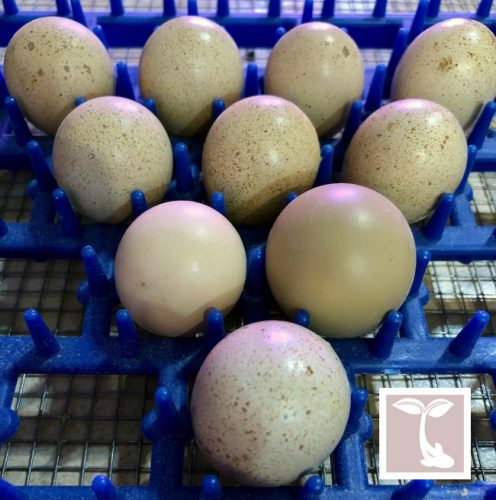 Chukar Partridge Hatching Eggs Alectoris chukar for sale