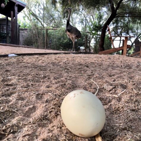 Greater Rhea (Rhea americana) hatching eggs for sale AzGardens