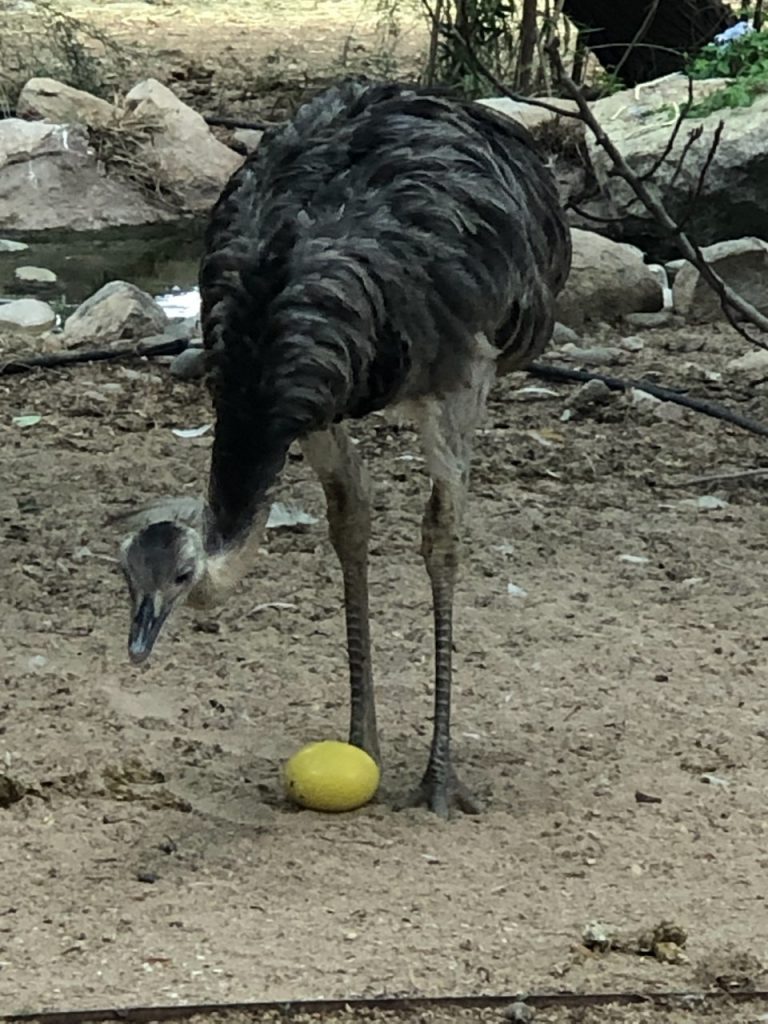 Greater Gray Rhea (Rhea americana) hatching eggs for sale AzGardens