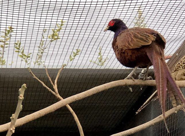 Pure English Blackneck Pheasant eggs for sale