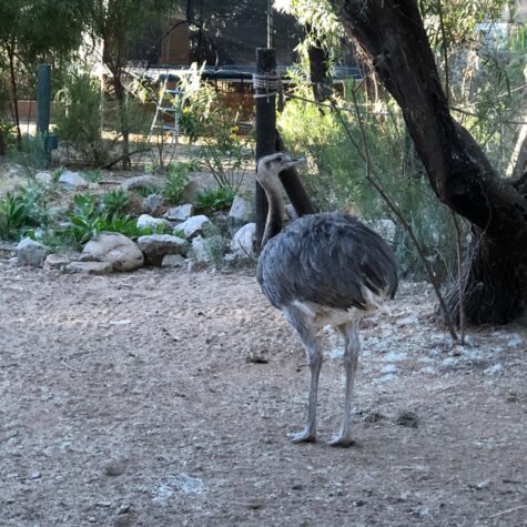 Greater Rhea (Rhea americana) hatching eggs for sale AzGardens