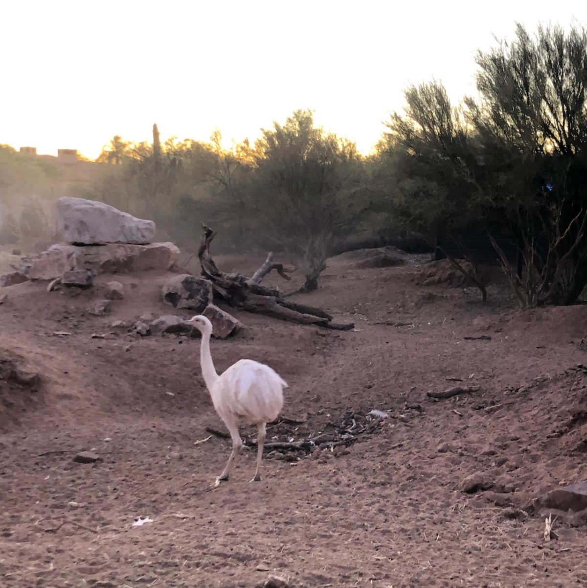 White Rhea (Rhea americana) hatching eggs for sale AzGardens.com