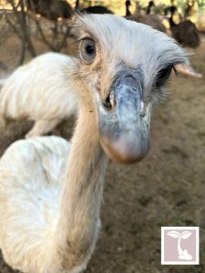 White Rhea (Rhea americana) hatching eggs for sale AzGardens.com