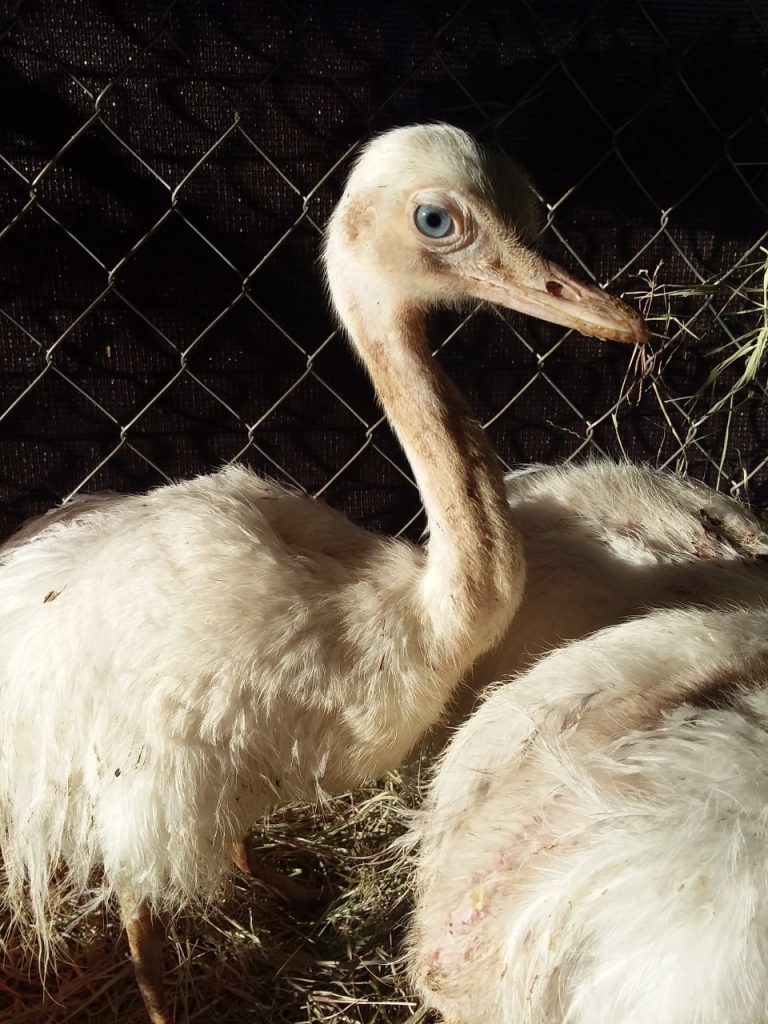 White Rhea (Rhea americana) hatching eggs for sale AzGardens.com
