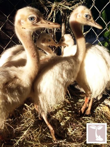 White Rhea (Rhea americana) hatching eggs for sale AzGardens.com