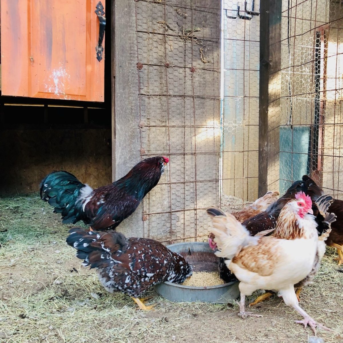 Chicken Flock Party Starter Barnyard Mix Hatching Eggs for sale