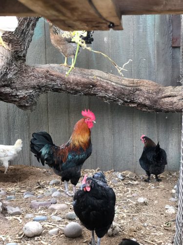 Chicken Flock Party Starter Barnyard Mix Hatching Eggs for sale