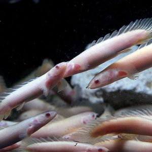Albino Bichir Dinosaur Eel Polypterus ornatipinnisfor sale AzGardens.com