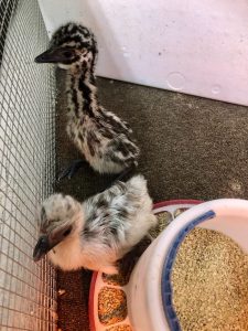 Gray Blonde and pure WHite mix Emu hatching eggs for sale