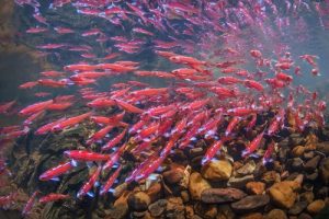 Rainbow shinersNotropis chrosomus | Arizona Aquatic Gardens