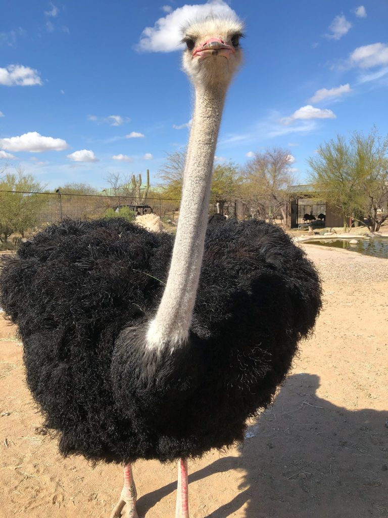 Buy Fertile Ostrich Hatching Eggs for sale AzGardens.com