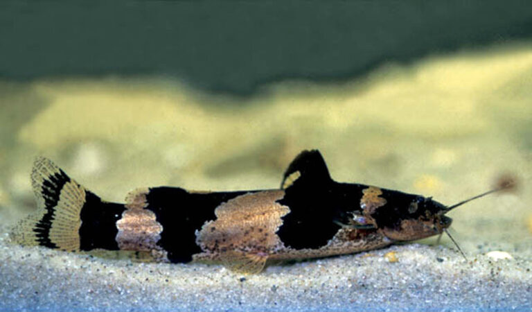 BUY Dwarf South American Bumblebee Catfish Microglanis iheringi