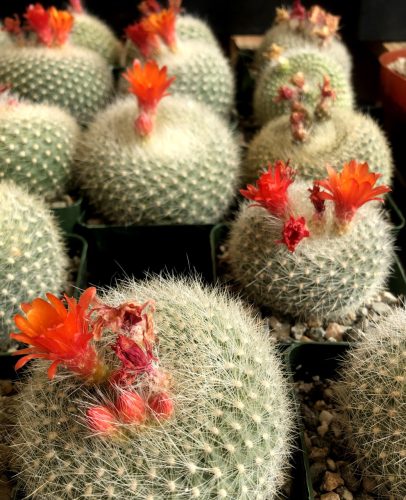 Cactus & Succulents - Scarlet Ball Cactus|Arizona Aquatic Gardens