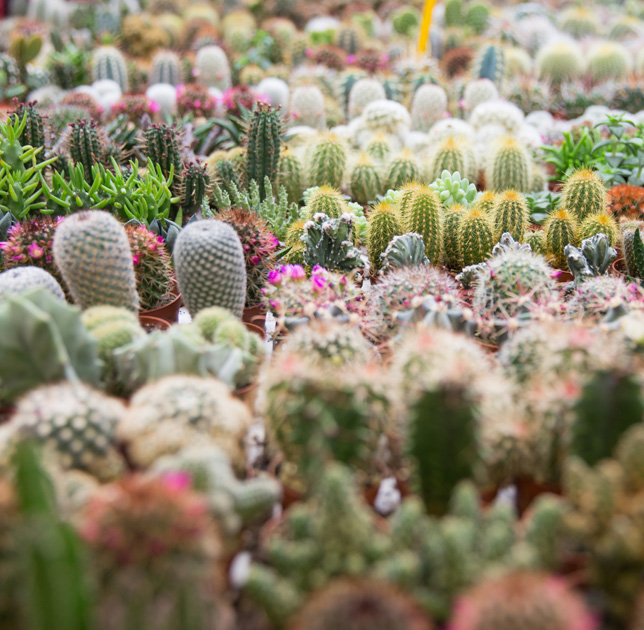 Cactus plants & Succulents for sale online AzGardens.com