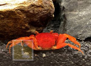 Tomato Vampire CrabGeosesarma cf tiomanicus for sale Arizona