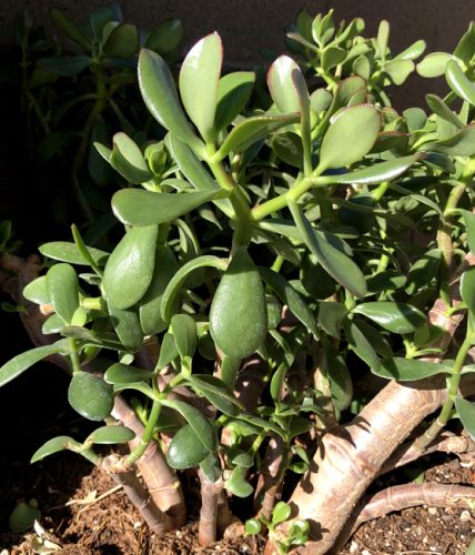 Succulent Crassula Ovata lucky Jade Plant, MoneyTree AzGardens