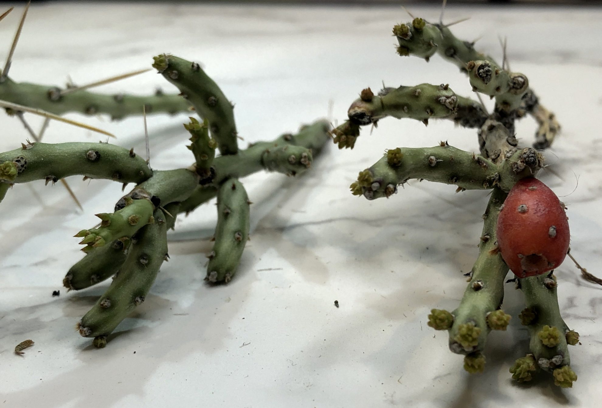 Christmas Cholla, pencil cactus for sale at AzGardens.com