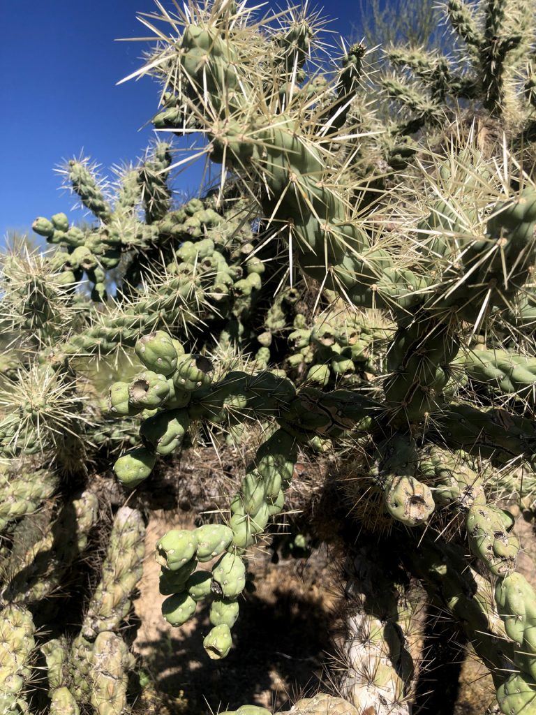 Jumping Cholla cactus or Cylindropuntia fulgida for sale AzGardens