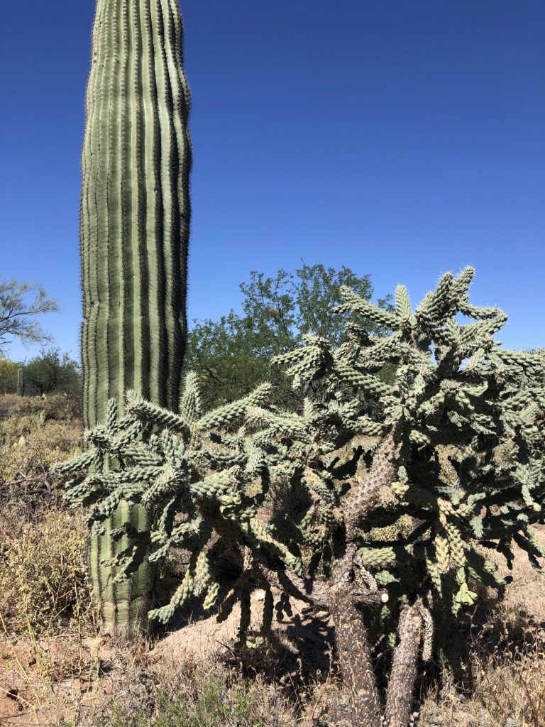 Jumping Cholla cactus or Cylindropuntia fulgida for sale AzGardens