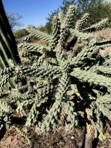 Jumping Cholla cactus or Cylindropuntia fulgida for sale AzGardens