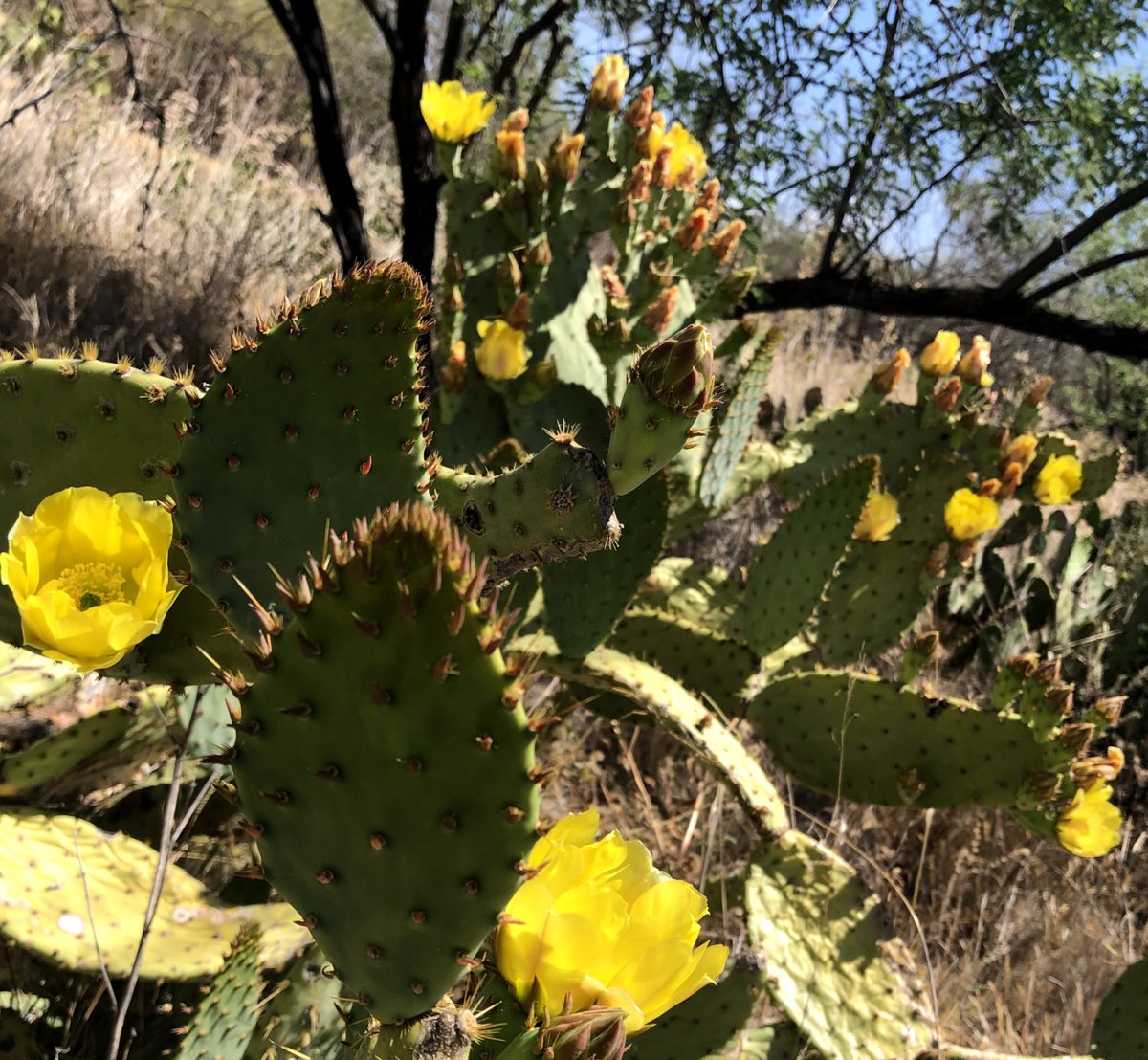 Cow's Tongue or Opuntia engelmannii var. linguiformis for sale