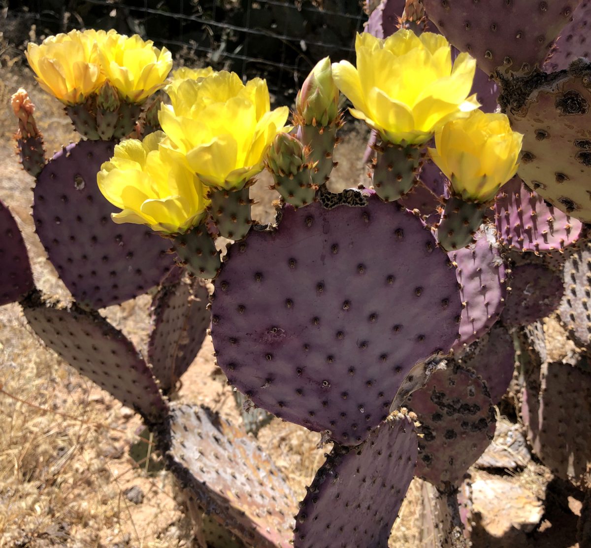 Purple Prickly Pear Opuntia chlorotica var. santarita for sale
