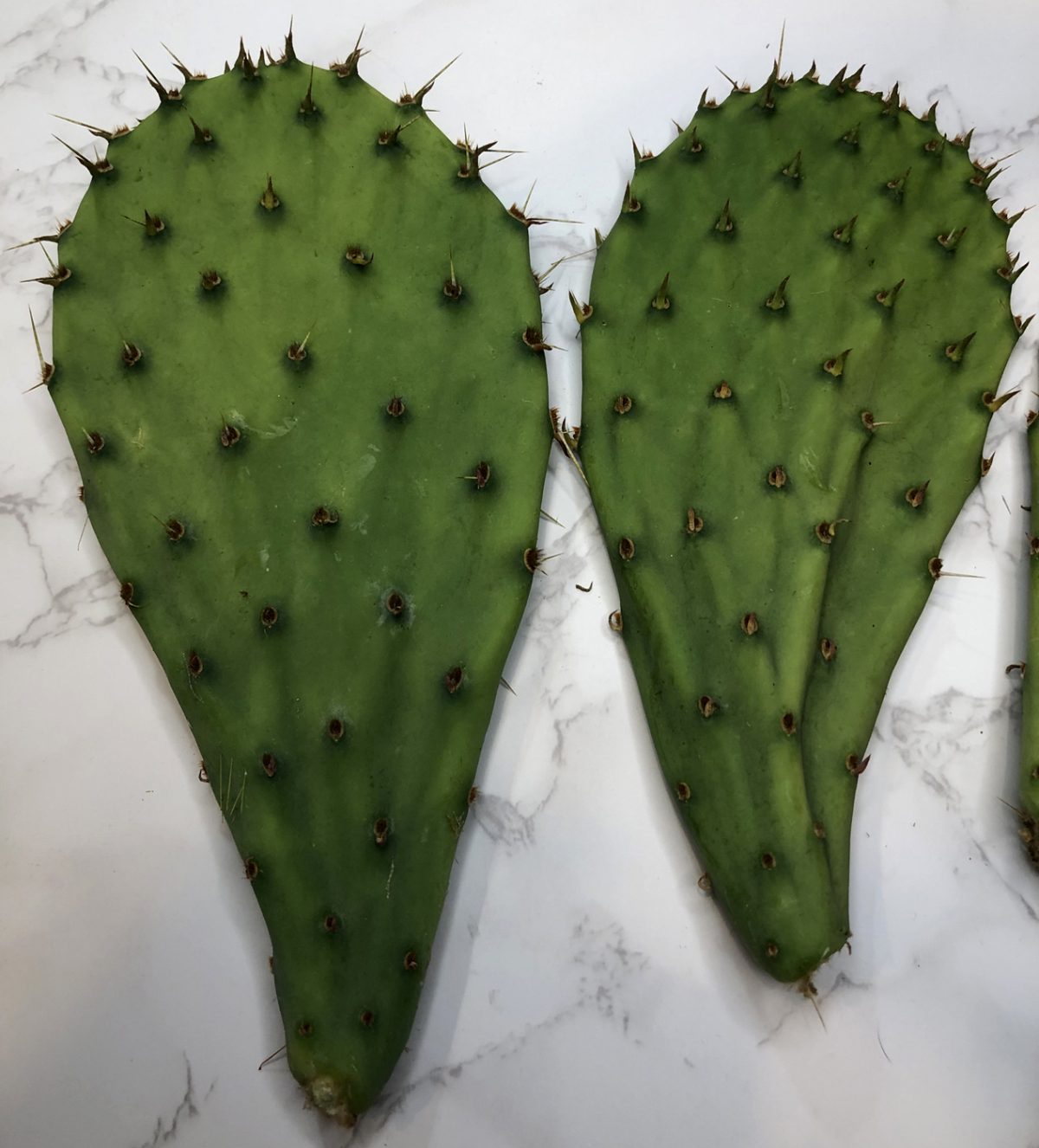 Engelmann Prickly Pear Cactus or Opunta Engelmannii for sale Az