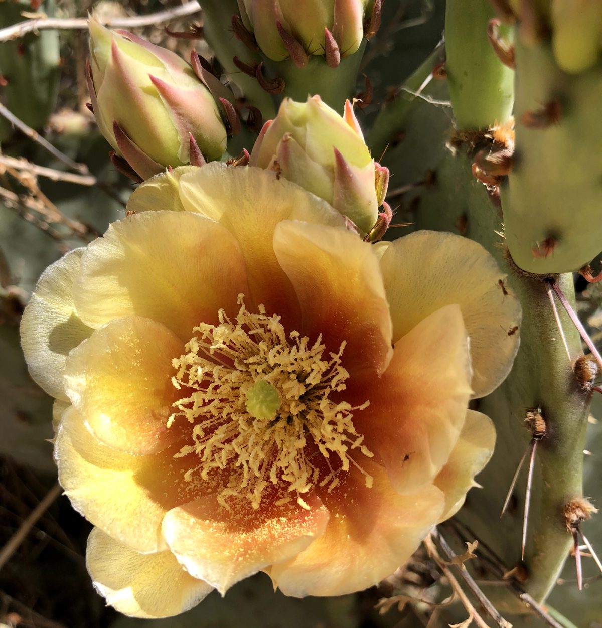 Engelmann Prickly Pear Cactus or Opunta Engelmannii for sale Az