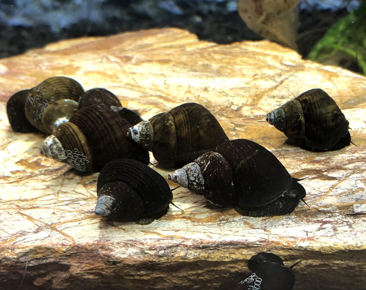 Sulawesi Triangle Rabbit Snail or Tylomelania sinobartfeld