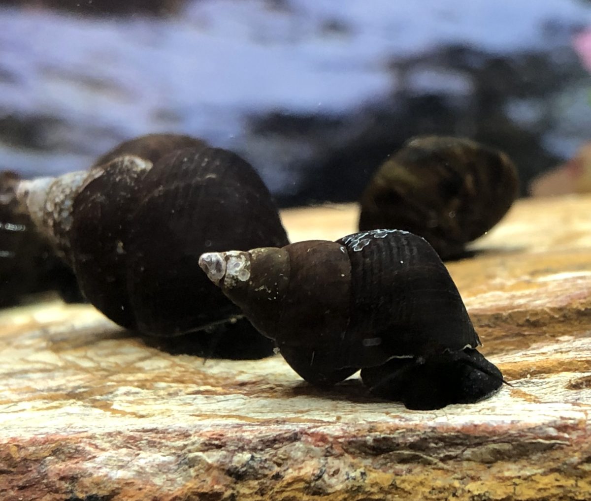 Sulawesi Triangle Rabbit Snail or Tylomelania sinobartfeld