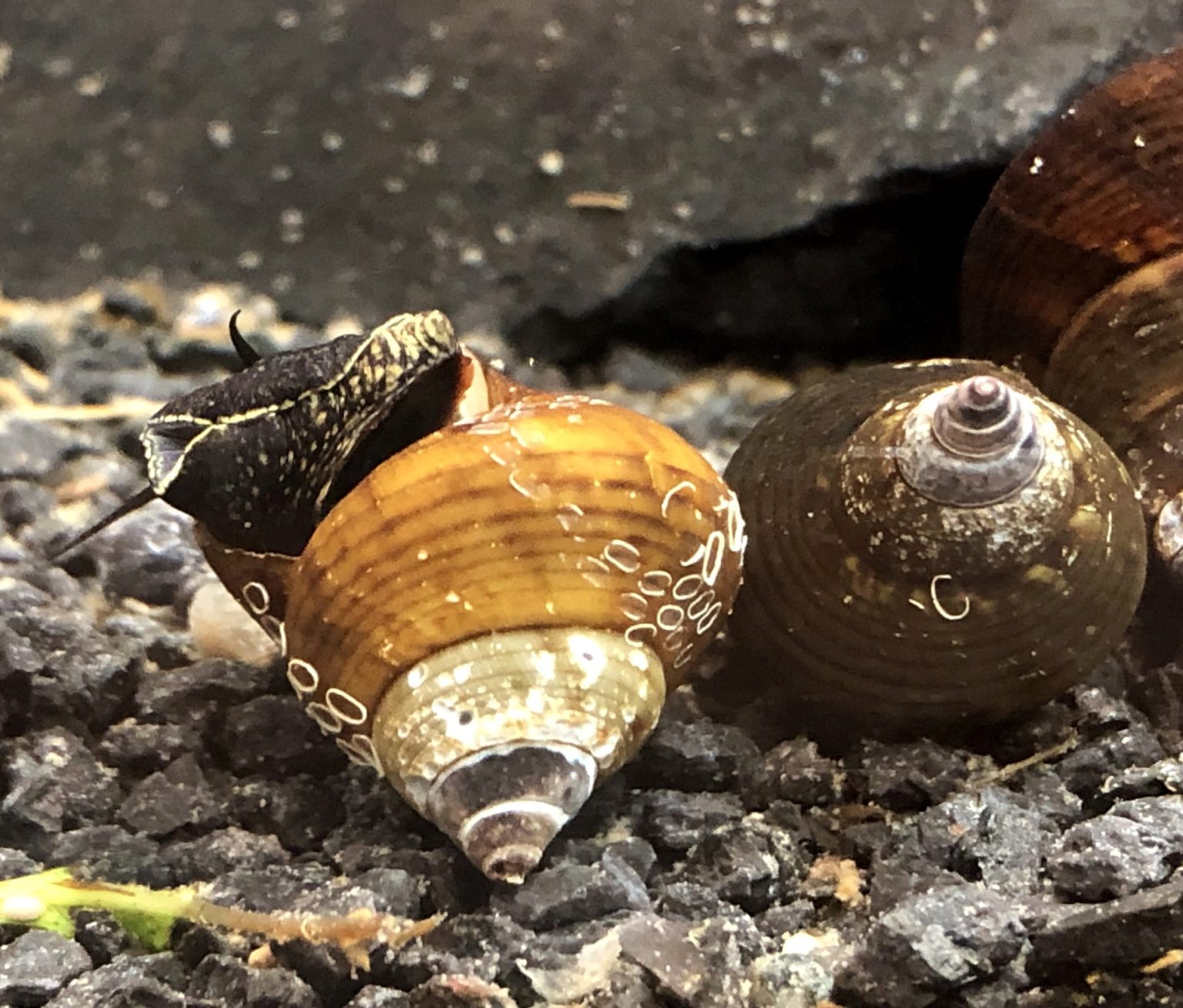 Sulawesi Triangle Rabbit Snail or Tylomelania sinobartfeld