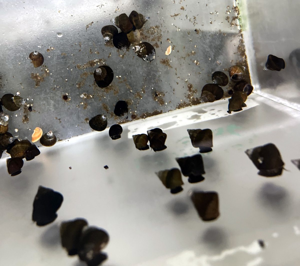 Sulawesi Triangle Rabbit Snail or Tylomelania sinobartfeld