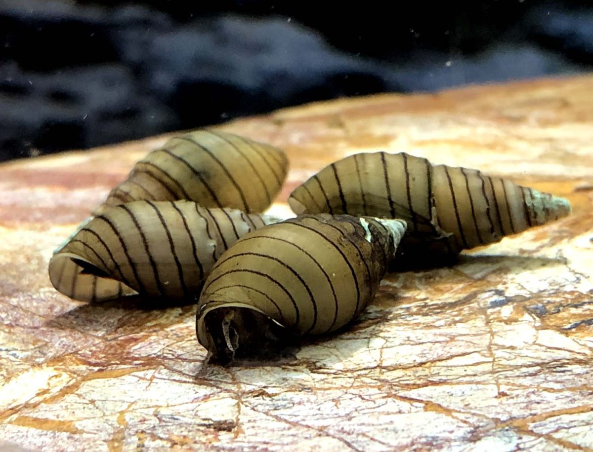 Spiky Tower Cap Snail Tarebia lineata for sale at azgardens.com