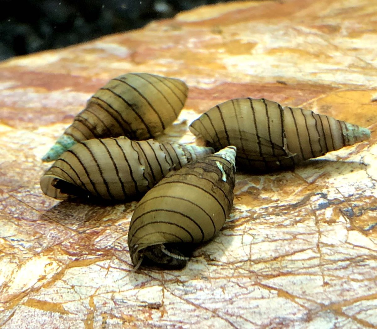 Spiky Tower Cap Snail Tarebia lineata for sale at azgardens.com