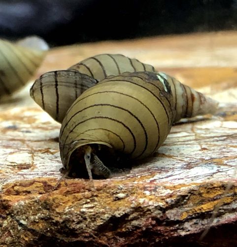 Spiky Tower Cap Snail Tarebia lineata for sale at azgardens.com
