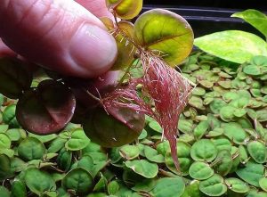 Red Root FloaterPhyllanthus Fluitans for sale Aquarium plant