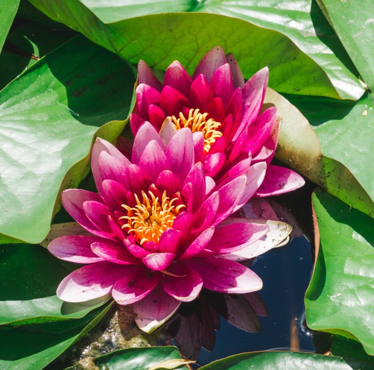 Nymphaea 'Attraction' Winter Hardy Water Lily