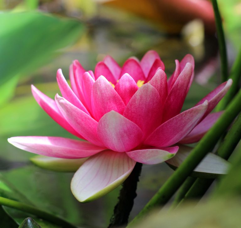 Nymphaea 'Attraction' Winter Hardy Water Lily