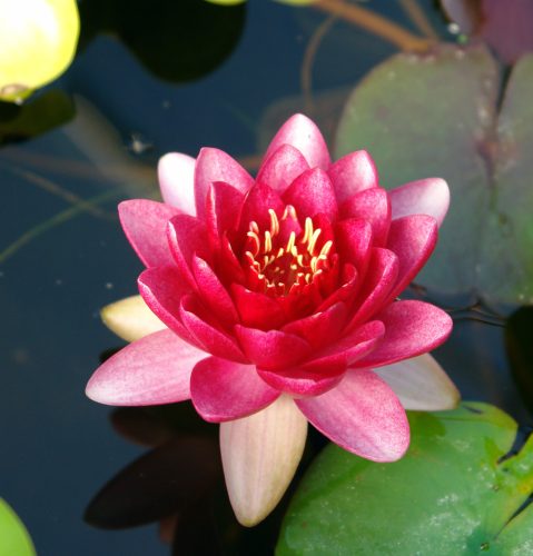 Nymphaea 'Attraction' Winter Hardy Water Lily