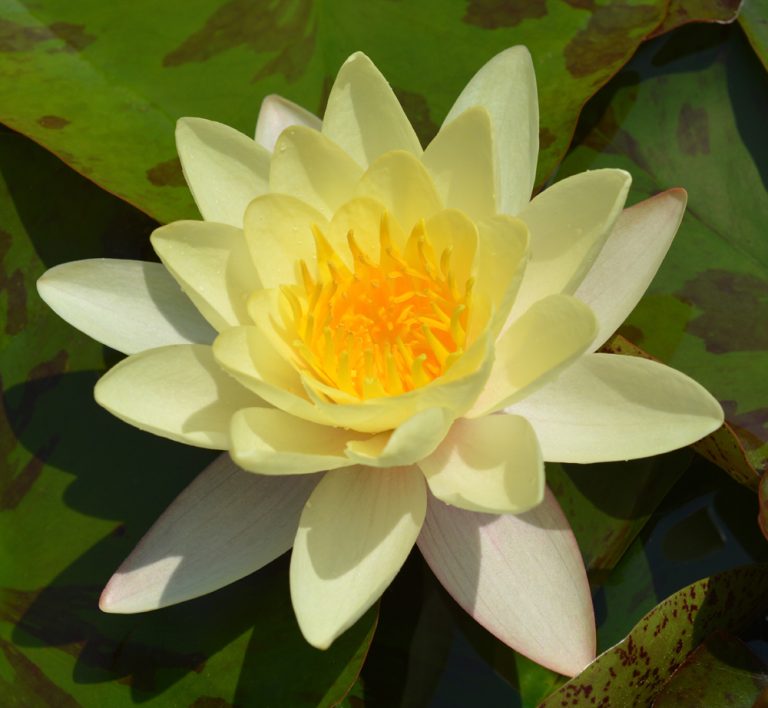 Nymphaea 'Chromatella' Winter Hardy Water Lily