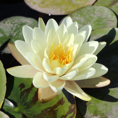 Nymphaea 'Denver' Winter Hardy Water Lily