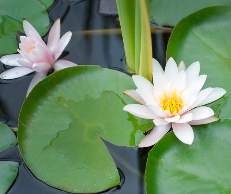 Nymphaea 'Tetragona' Winter Hardy Water Lily