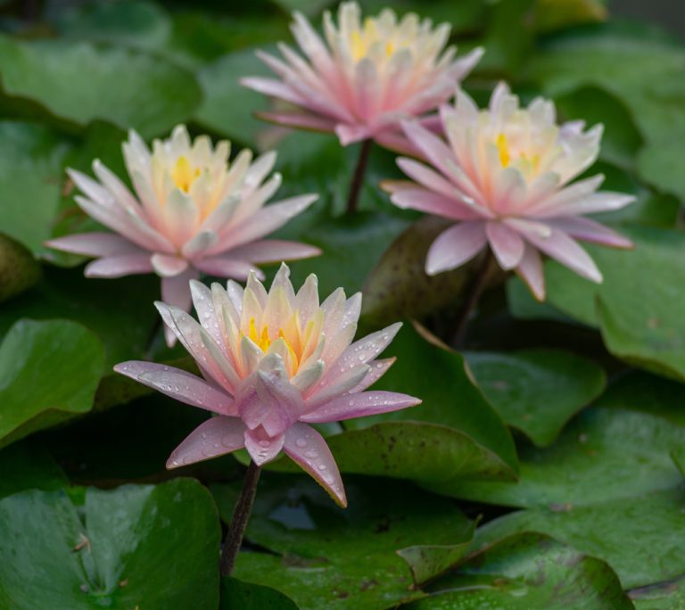 Nymphaea 'Afterglow' Day Blooming Water Lily