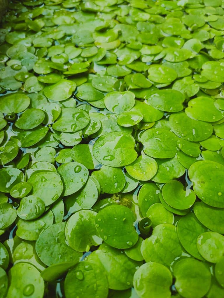 Limnobium laevigatum Amazon Frogbit Floating Plant