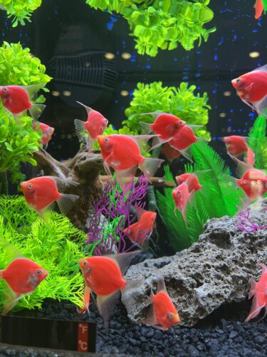 GloFish Starfire Red Angelfish for sale Arizona Aquatic Gardens