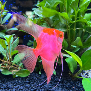 GloFish Starfire Red Angelfish for sale Arizona Aquatic Gardens