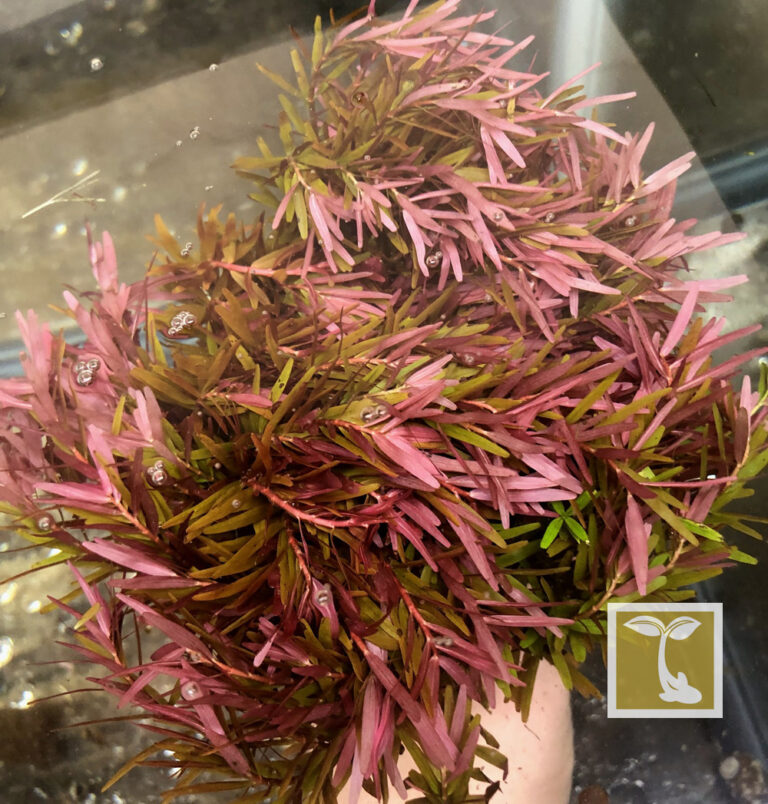 Rotala H'ra Aquarium Plant | AzGardens.com